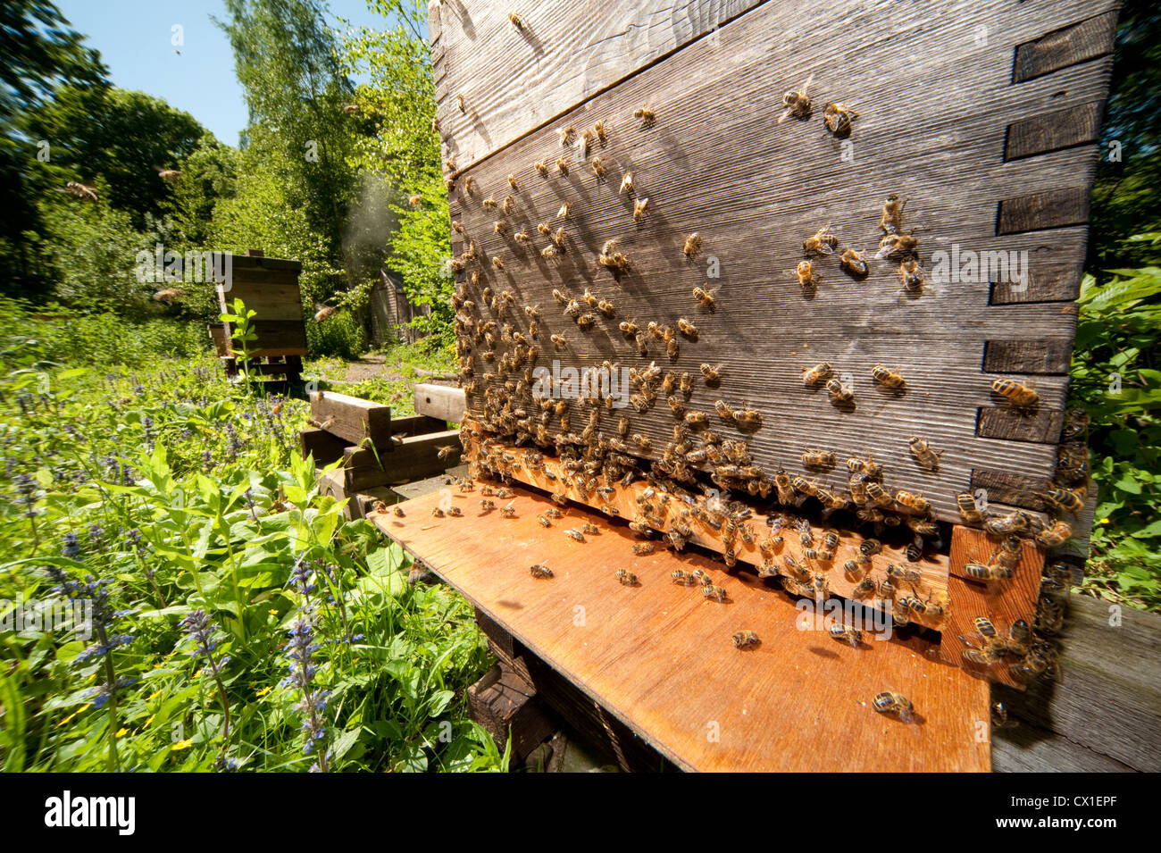 Honey Bee Apis mellifera Kent UK bees swarming out of hive spring ...