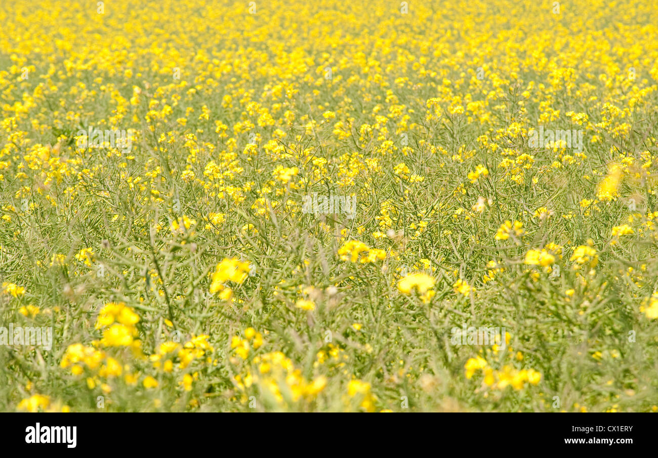 Field of Rapeseed Brassica napus Kent UK rape oilseed rape rapa rappi ...