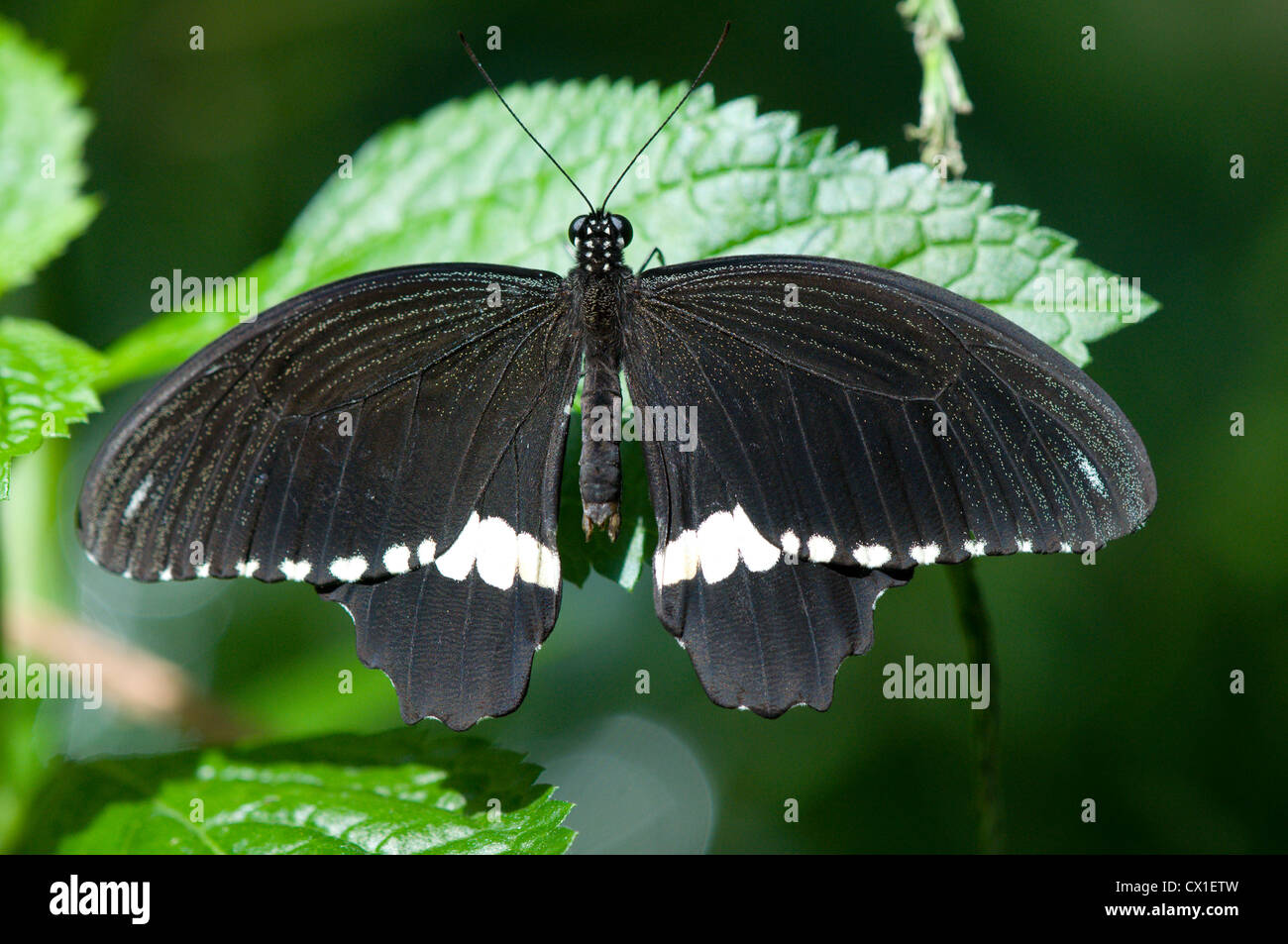 Common mormon butterfly hi-res stock photography and images - Alamy
