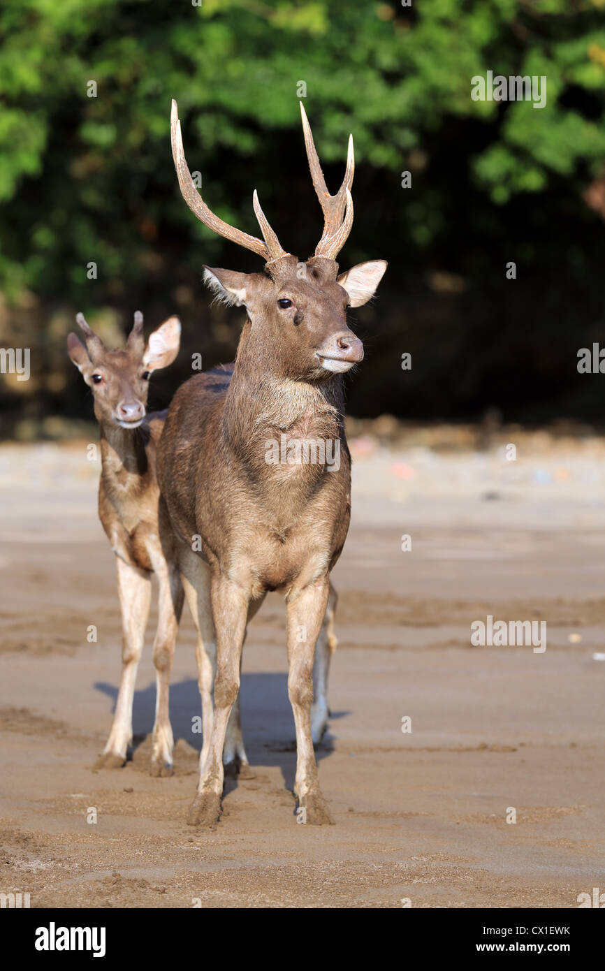 Sambar rusa unicolor hi-res stock photography and images - Alamy