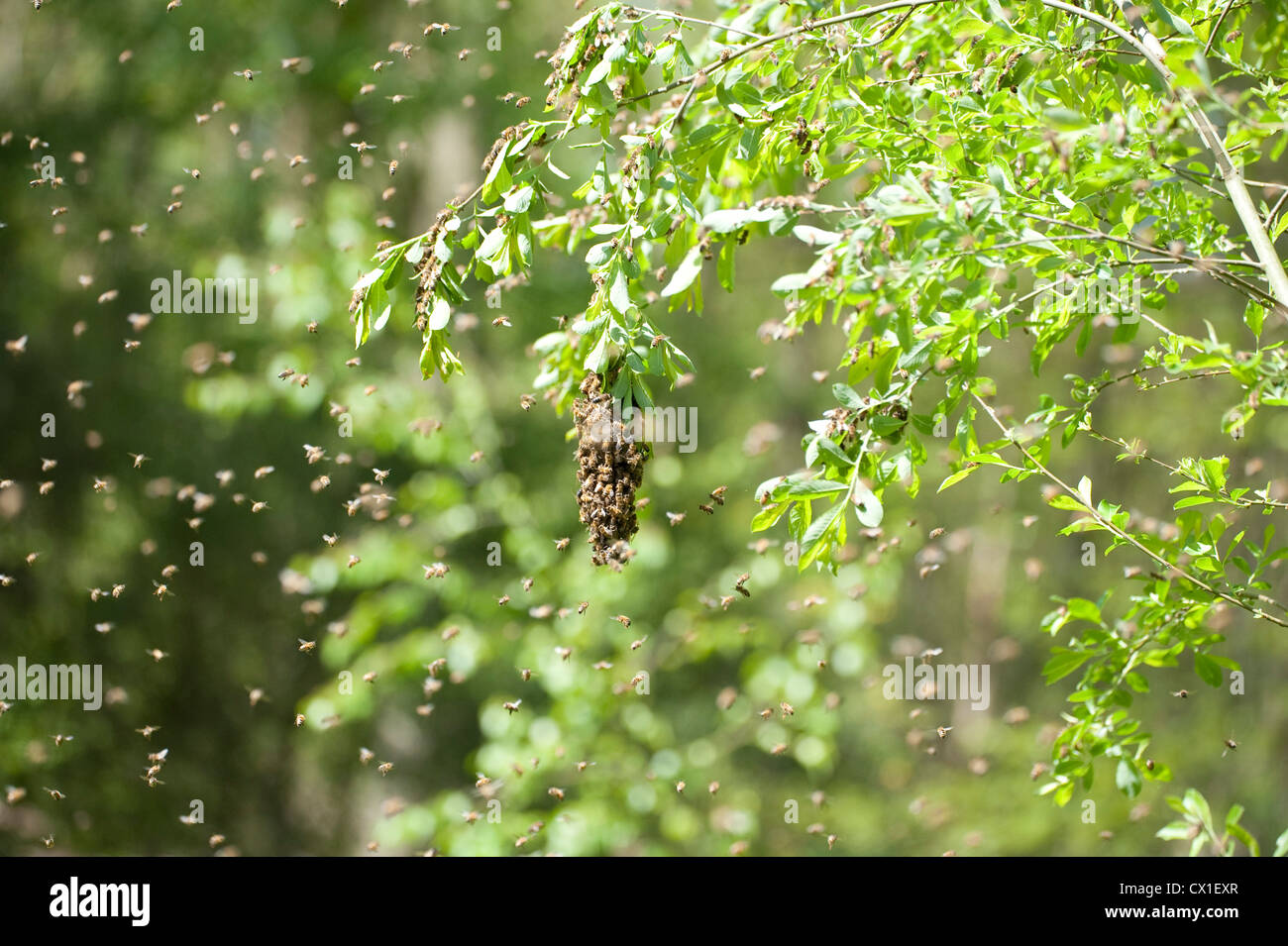 Honey Bee Swarming onto nearby tree branch from hive Apis mellifera ...