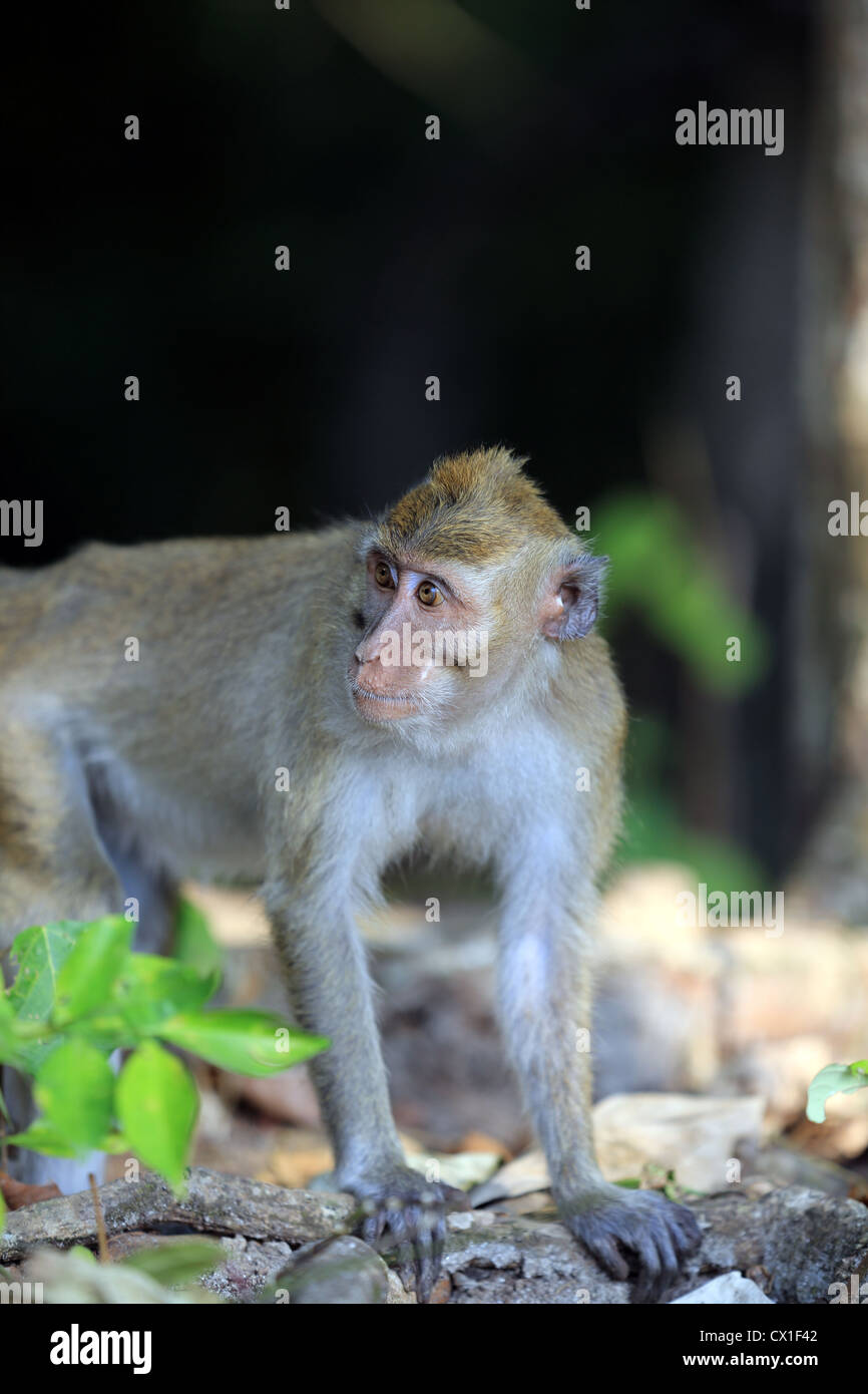 Macaque monkey in Pangandaran National Park, West Java Stock Photo - Alamy