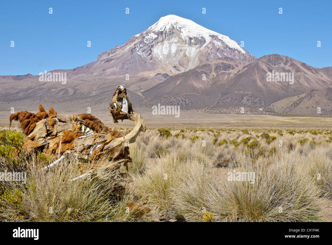 Dead llama in the national park of Sajama Stock Photo - Alamy