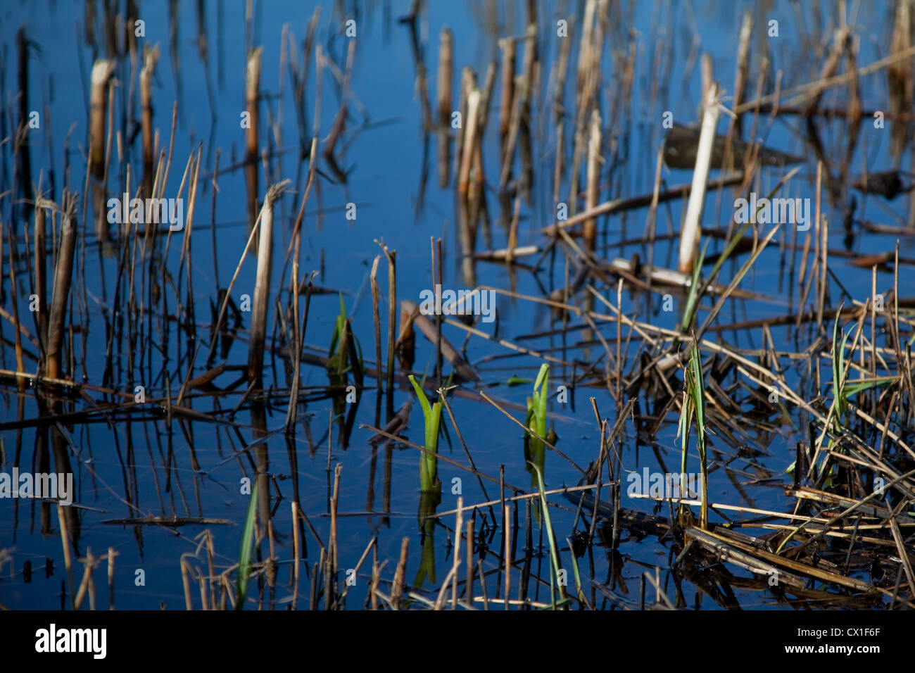Reed stumps in clear blue water of the Norfolk Broads, with first signs ...