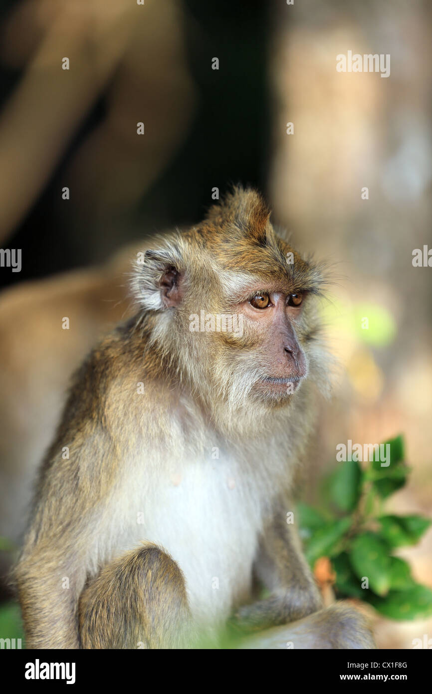 Macaque monkey in Pangandaran National Park, West Java Stock Photo - Alamy