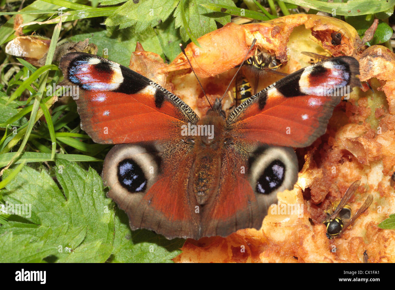 Decaying butterfly hi-res stock photography and images - Alamy