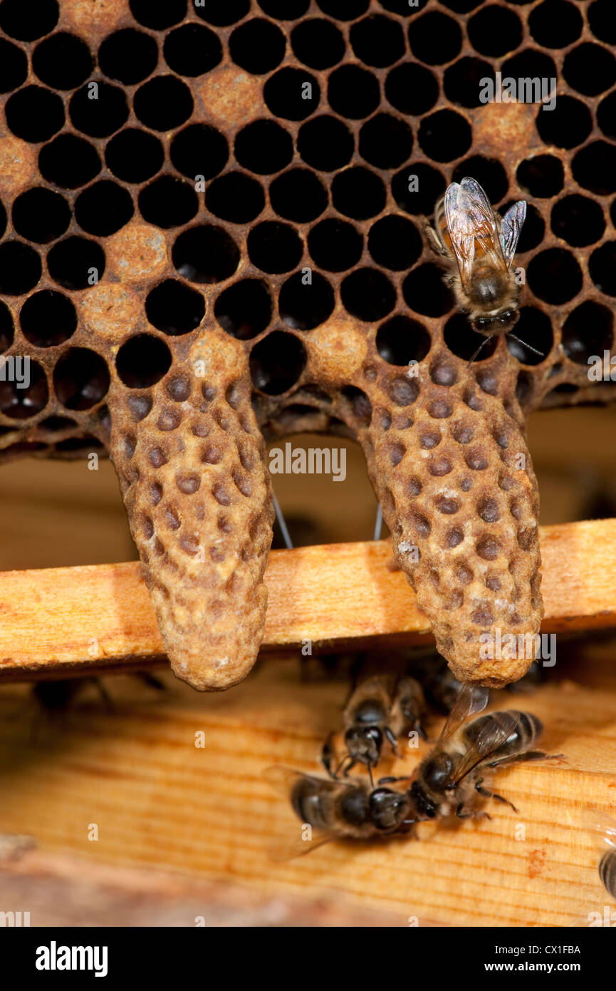 Queen Bee Cell Pointing Out A New Honey Bee Queen Cell On The Brood