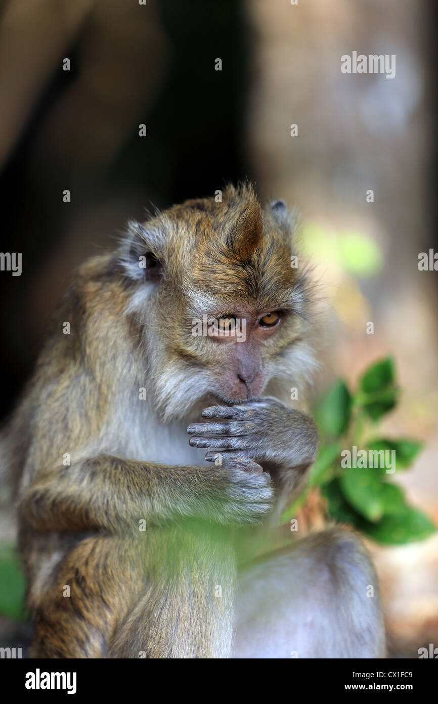 Macaque monkey in Pangandaran National Park, West Java Stock Photo - Alamy