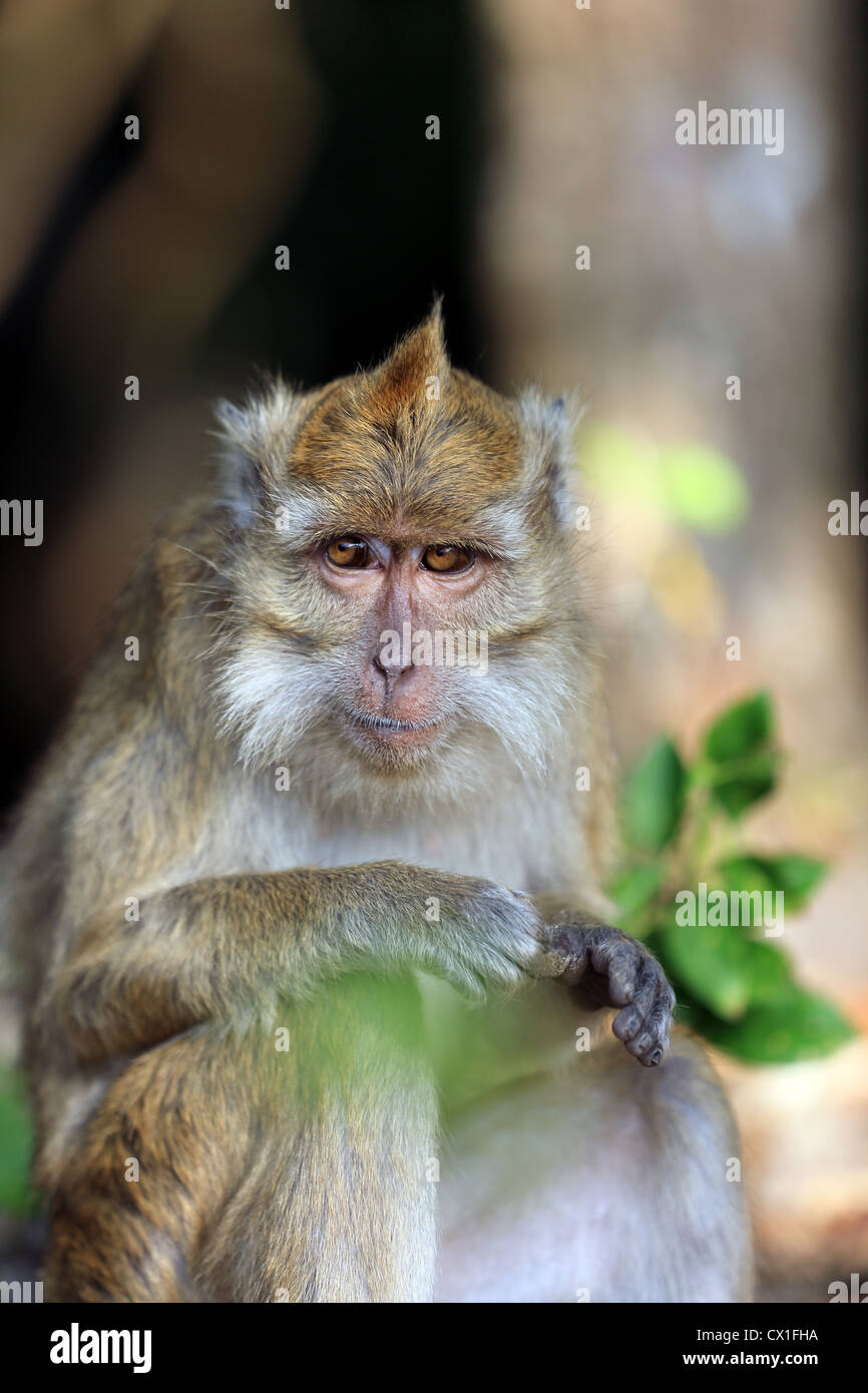 Macaque monkey in Pangandaran National Park, West Java Stock Photo - Alamy