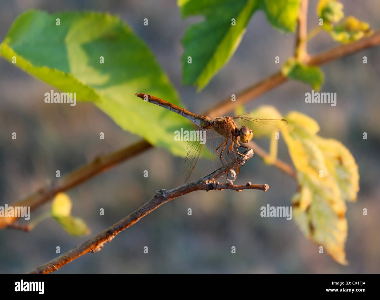 Air leg hi-res stock photography and images - Alamy