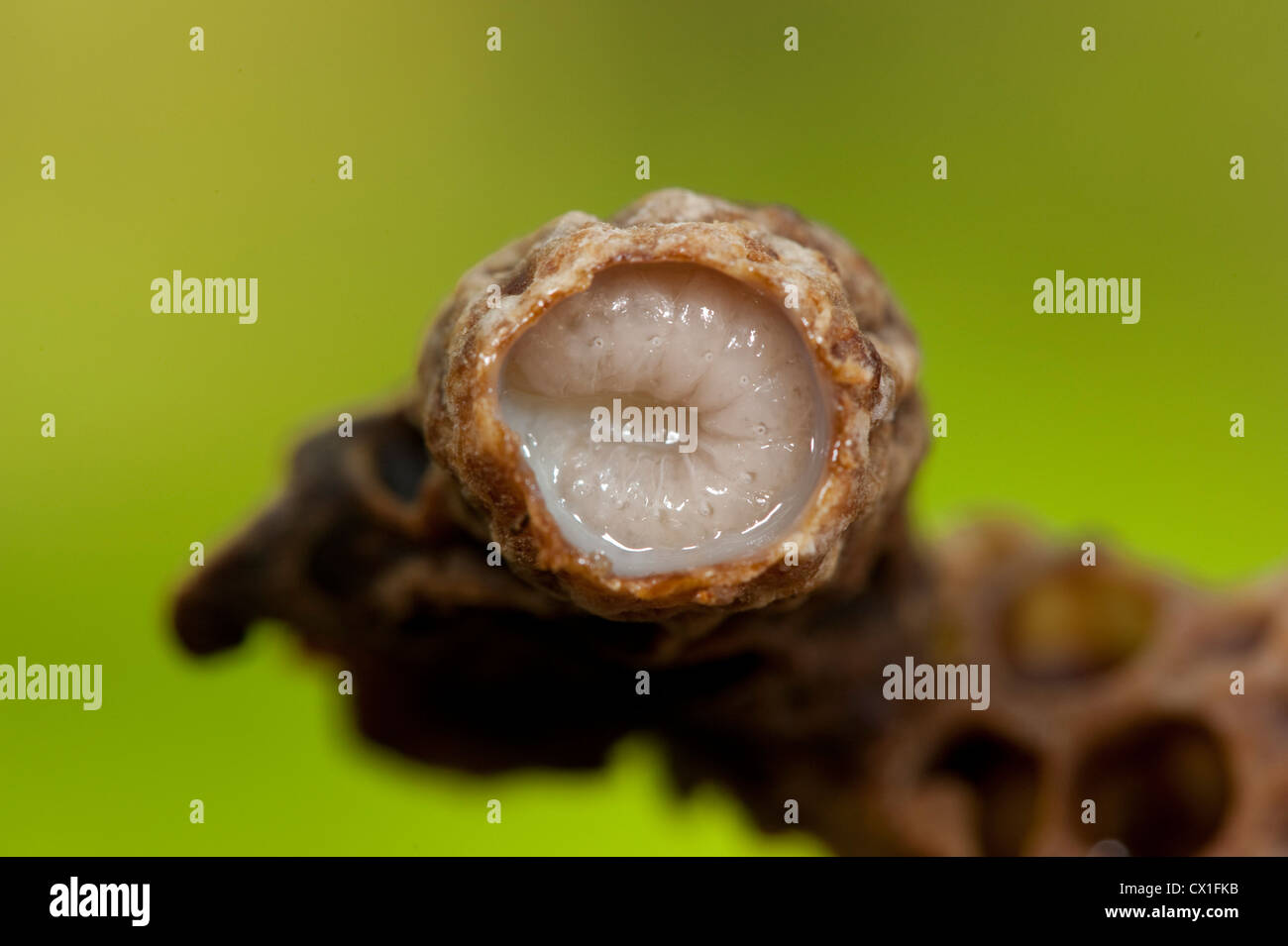 Queen larvae hi-res stock photography and images - Alamy