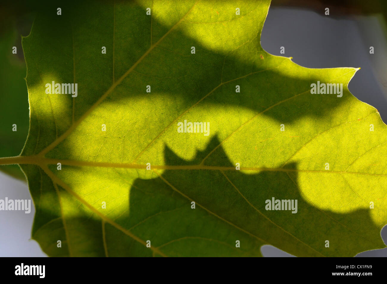 London plane tree leaves in summer Stock Photo - Alamy