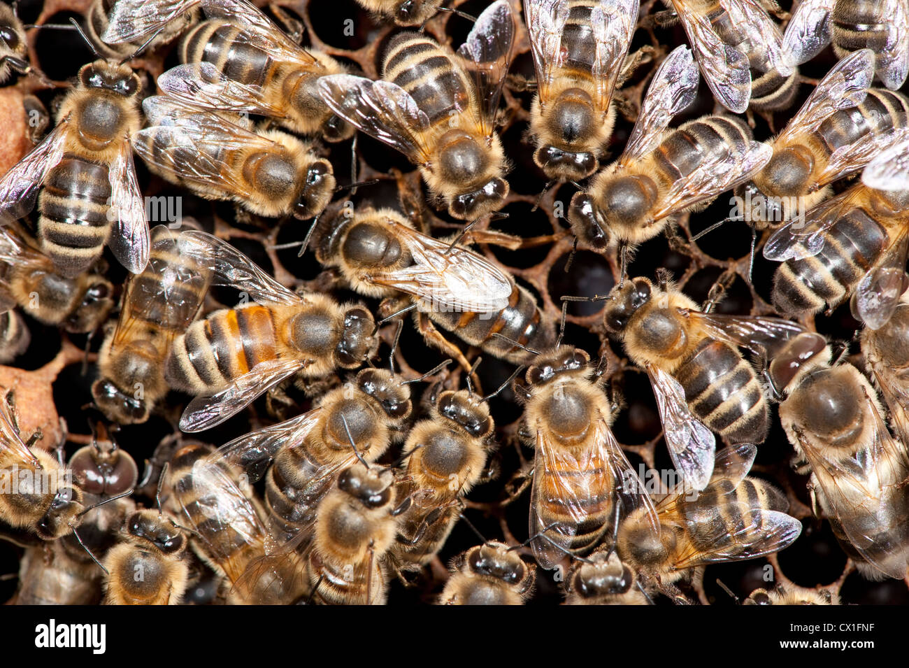 Queen honey bee hive workers hi-res stock photography and images - Alamy
