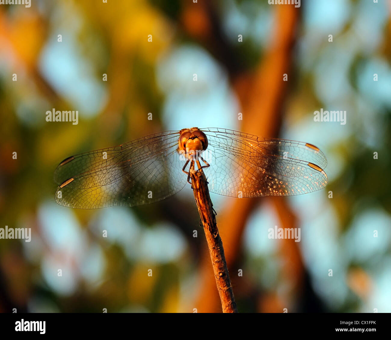 dragonfly, insect, bug, wing, eye, leg, air, flying, sun, forest, woods ...