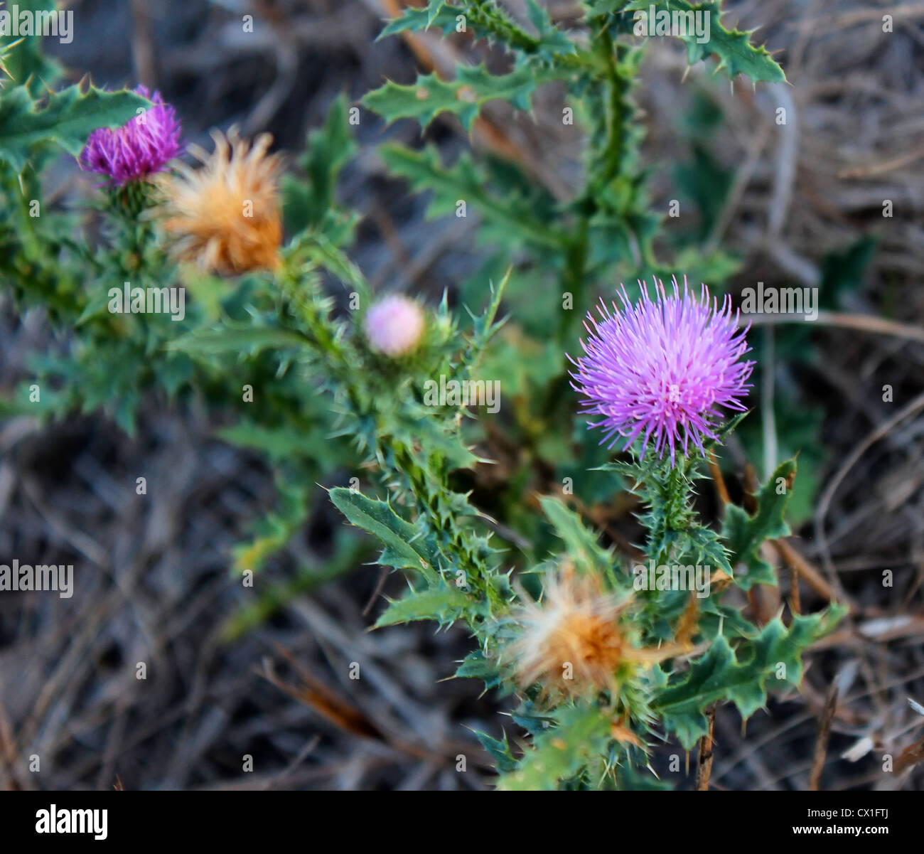 Sun shadow stick hi-res stock photography and images - Alamy