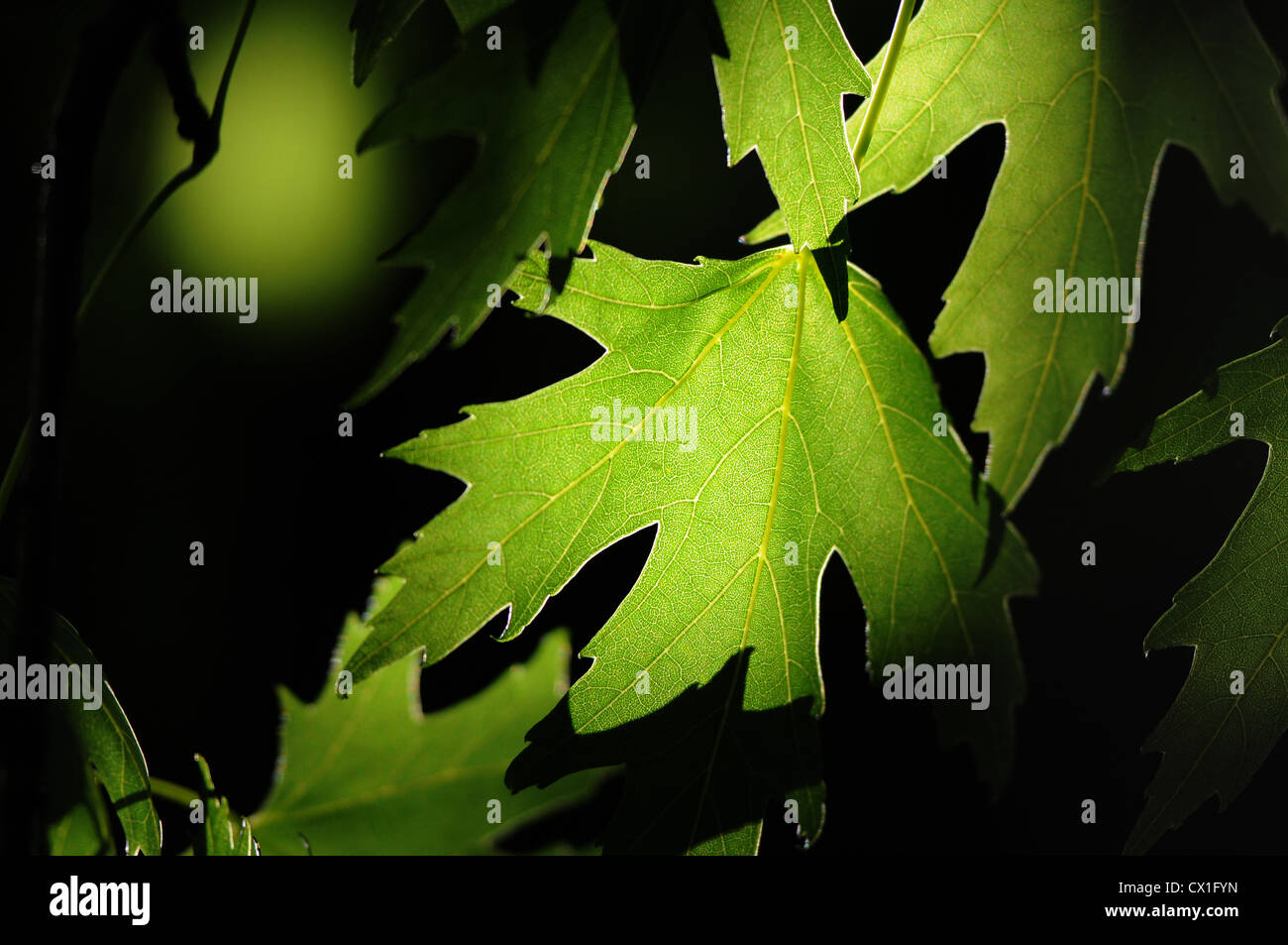 Maple leaf in summer Stock Photo - Alamy