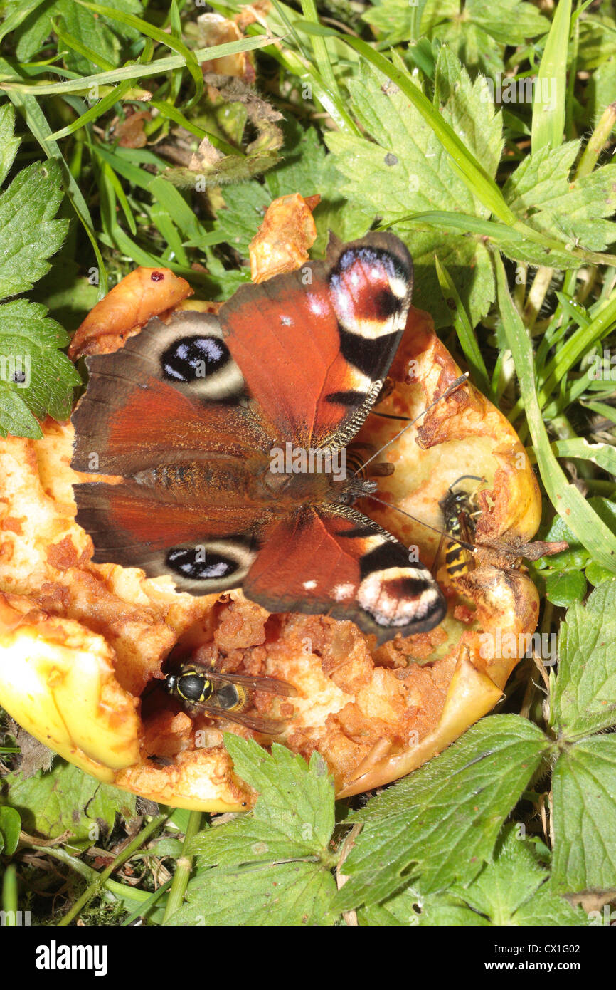 Decaying butterfly hi-res stock photography and images - Alamy