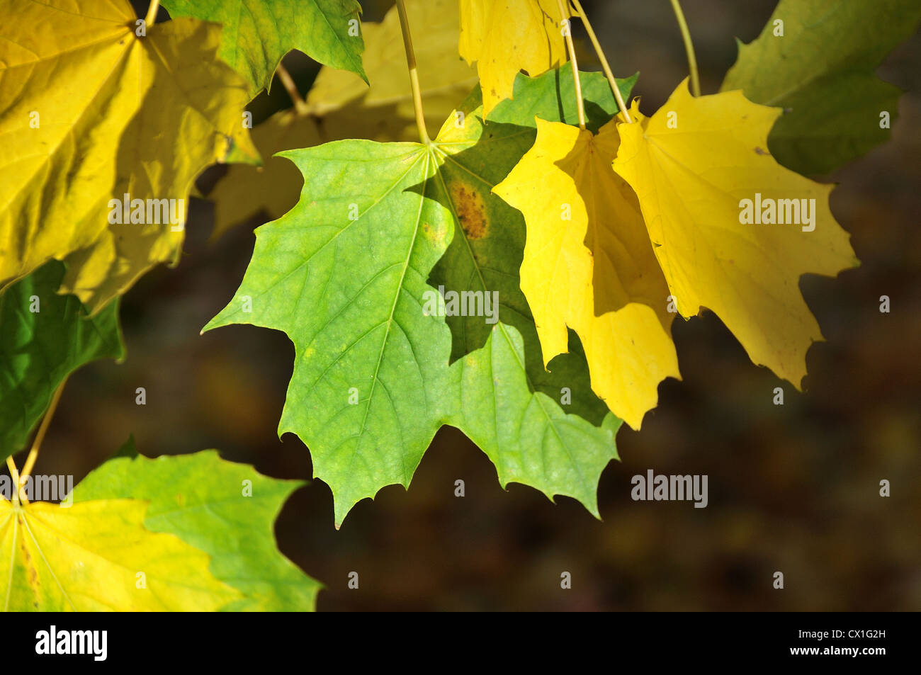 London plane tree leaf hi-res stock photography and images - Alamy