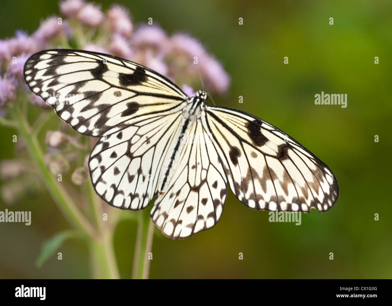 Tree Nymph Butterfly Idea leuconoe South Asia Stock Photo - Alamy