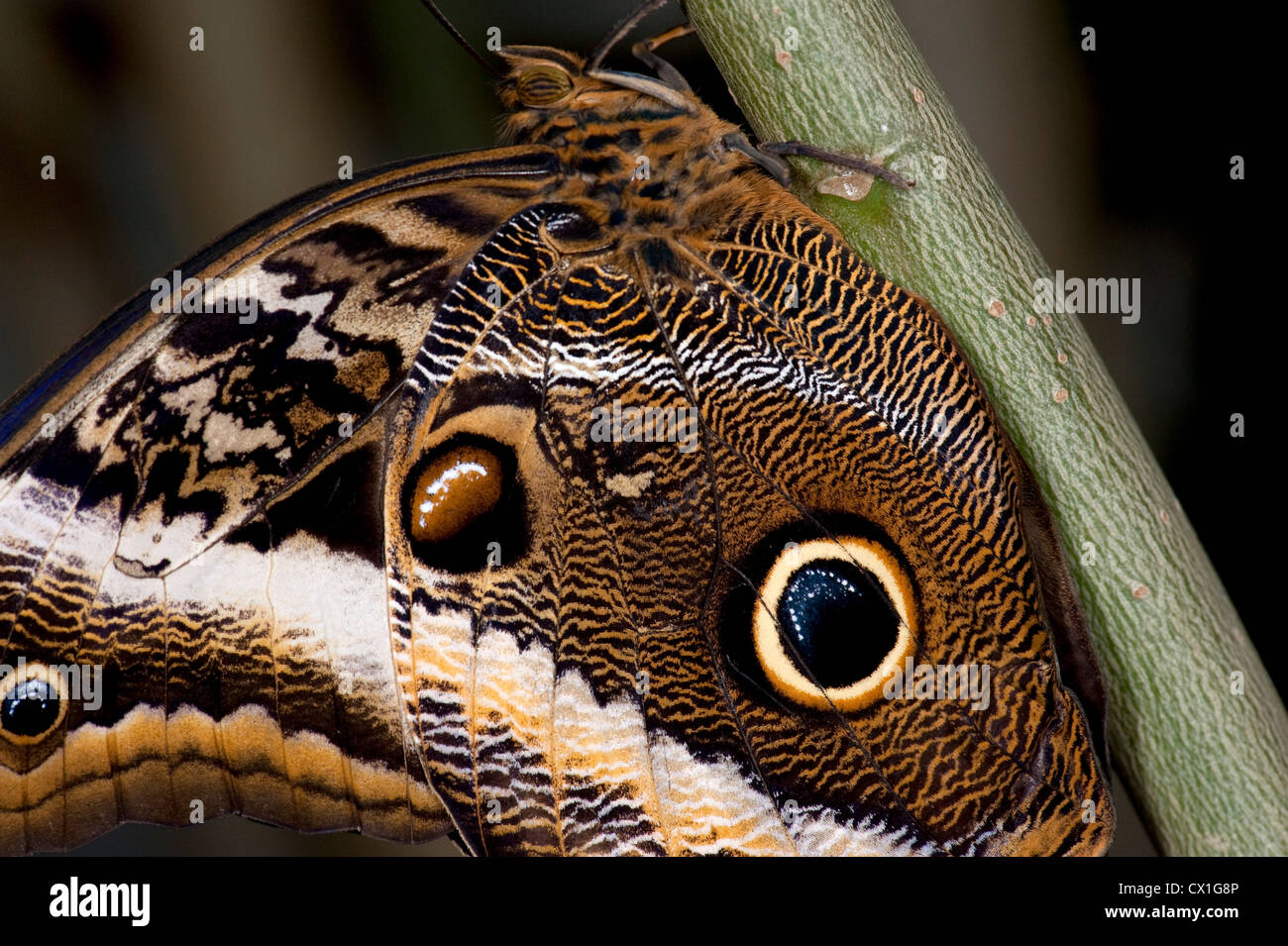 Owl Butterfly Caligo atreus Central & South America underside of wings ...