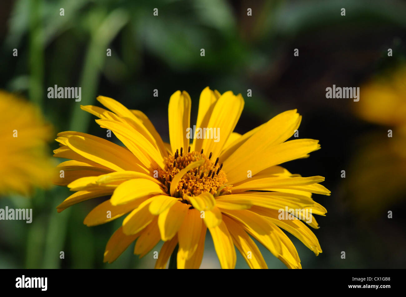 Yellow daisy in summer Stock Photo - Alamy