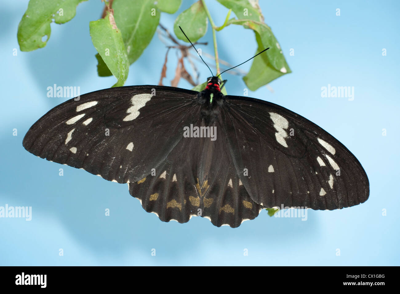 Green Birdwing Butterfly Ornithoptera priamus Australia & New Guinea ...