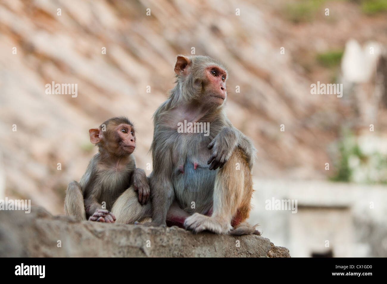 Indian Temple Monkeys High Resolution Stock Photography and Images - Alamy