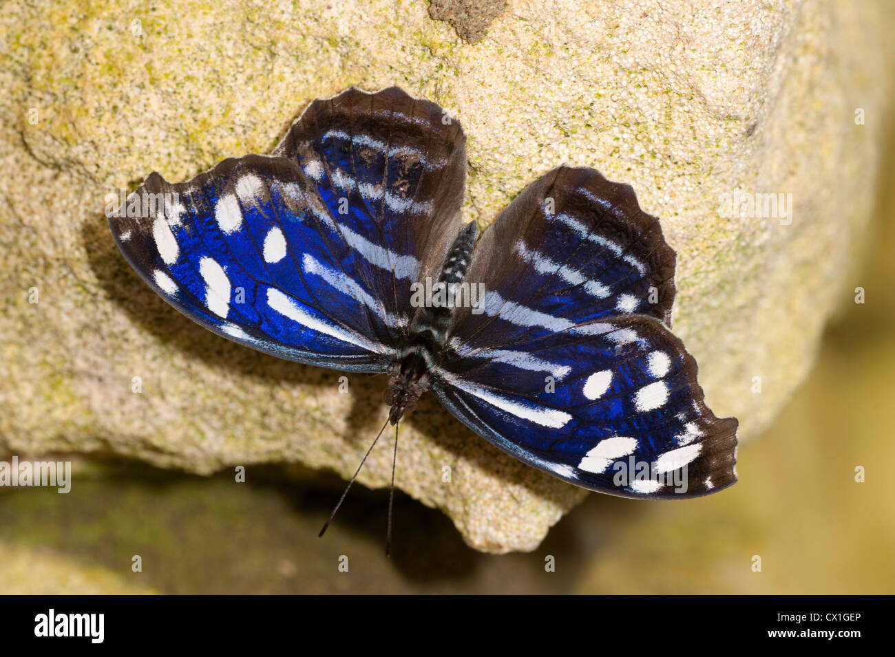 Mexican Bluewing or simple Blue Wing Butterfly Myscelia ethusa Central ...