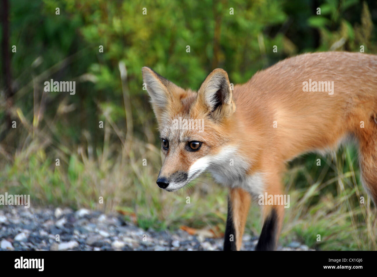 Wild Red Fox Stock Photo - Alamy