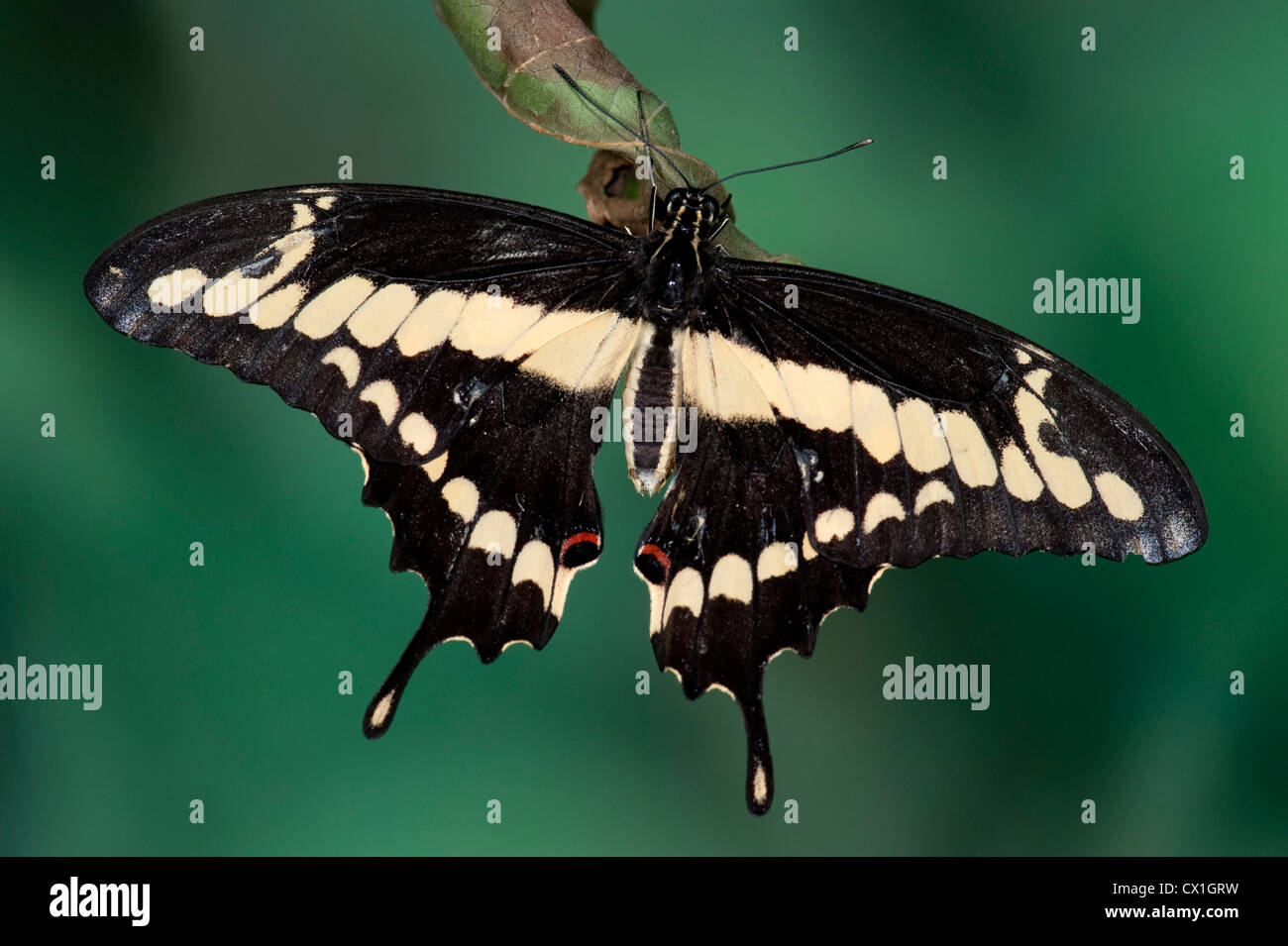 Orange Swallowtail Butterfly Papilio thoas USA King resting with wings ...