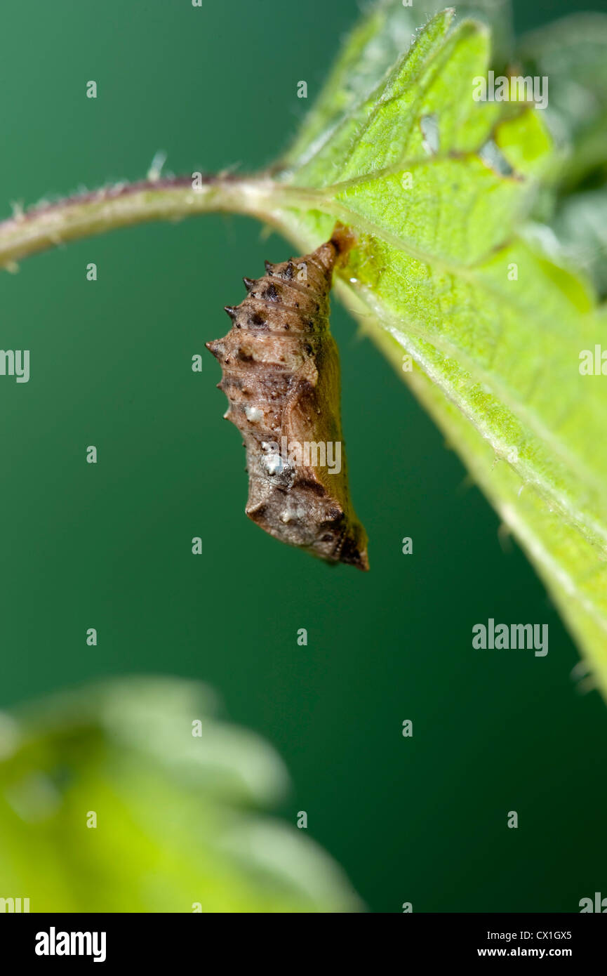 Butterfly pupae hi-res stock photography and images - Alamy