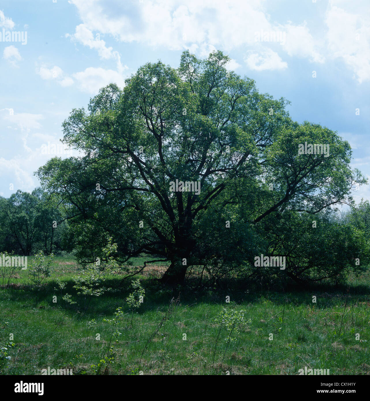 A single tree Stock Photo - Alamy