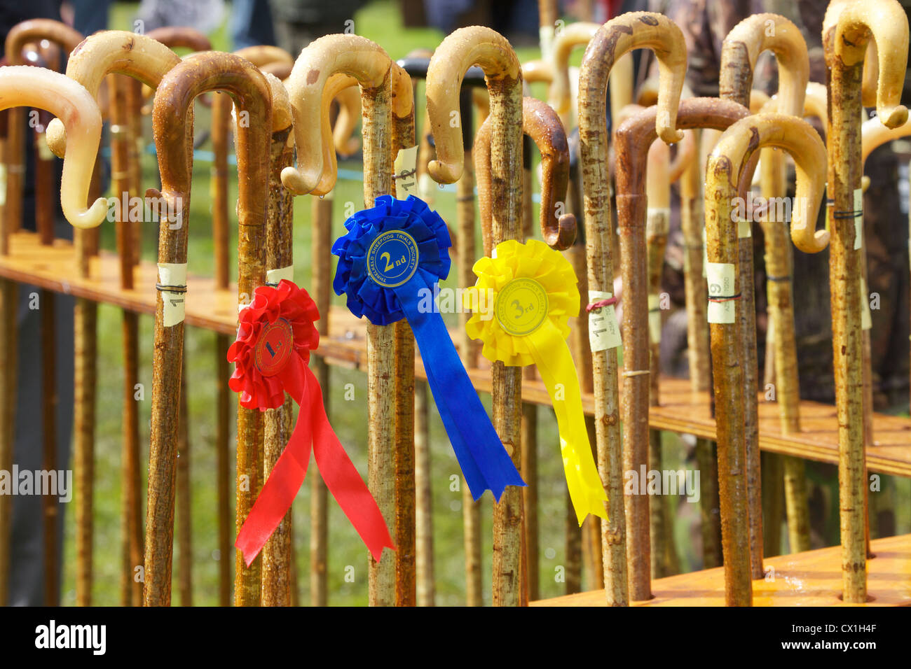 Red first, blue second and yellow third rosettes on walking sticks at ...