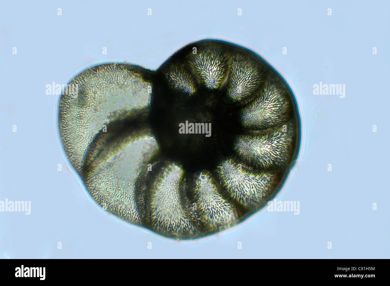 Single Cellular Protist Small marine creature which builds a delicate ...