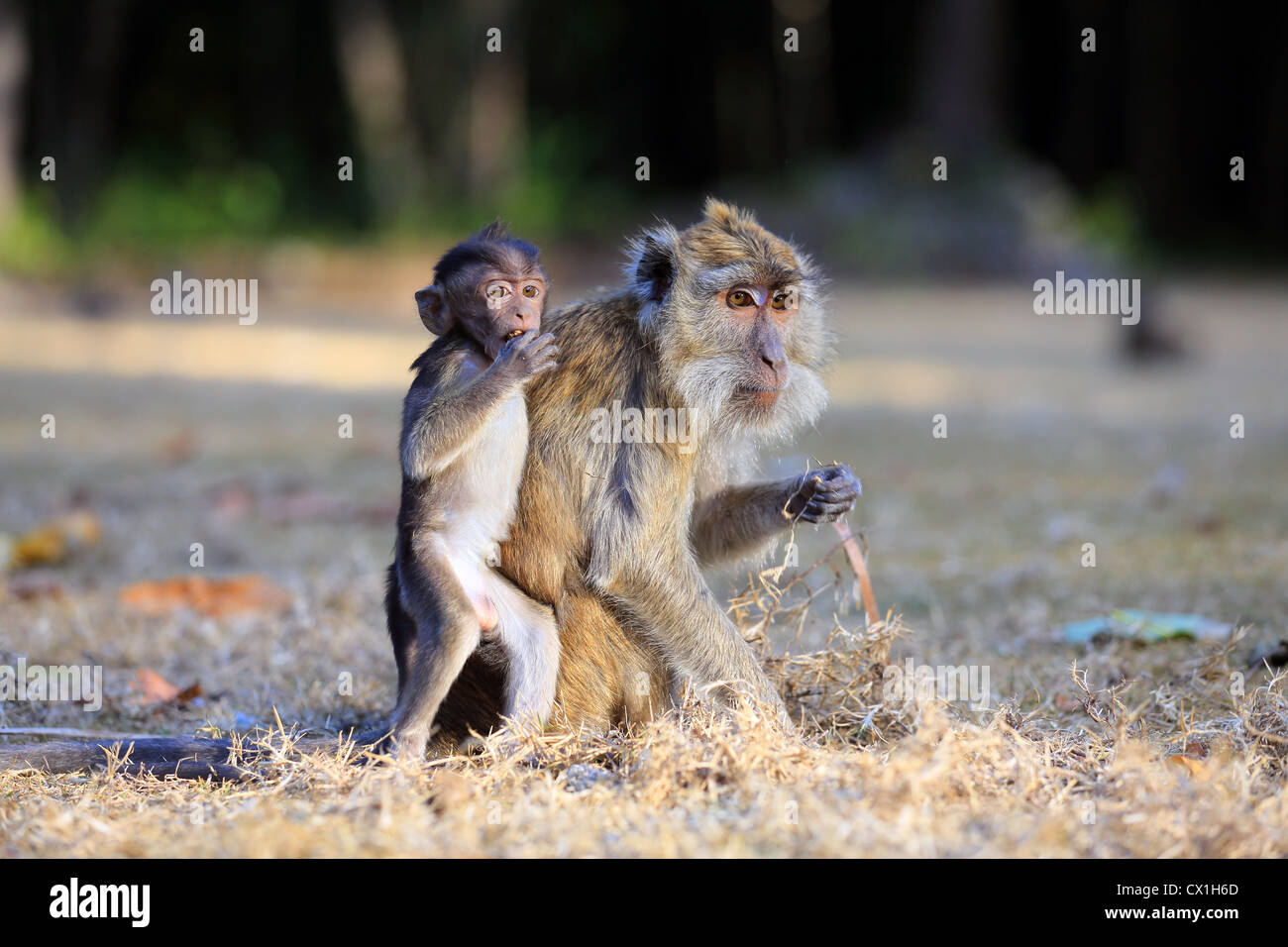 Adult Javanese macaque monkeys and baby at Pangandaran National Park ...