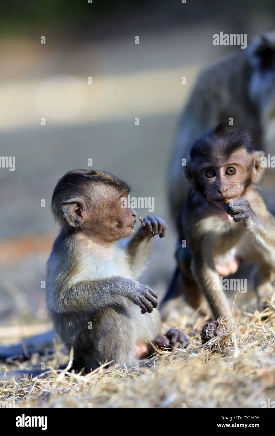 Adult Javanese macaque monkeys and baby at Pangandaran National Park ...