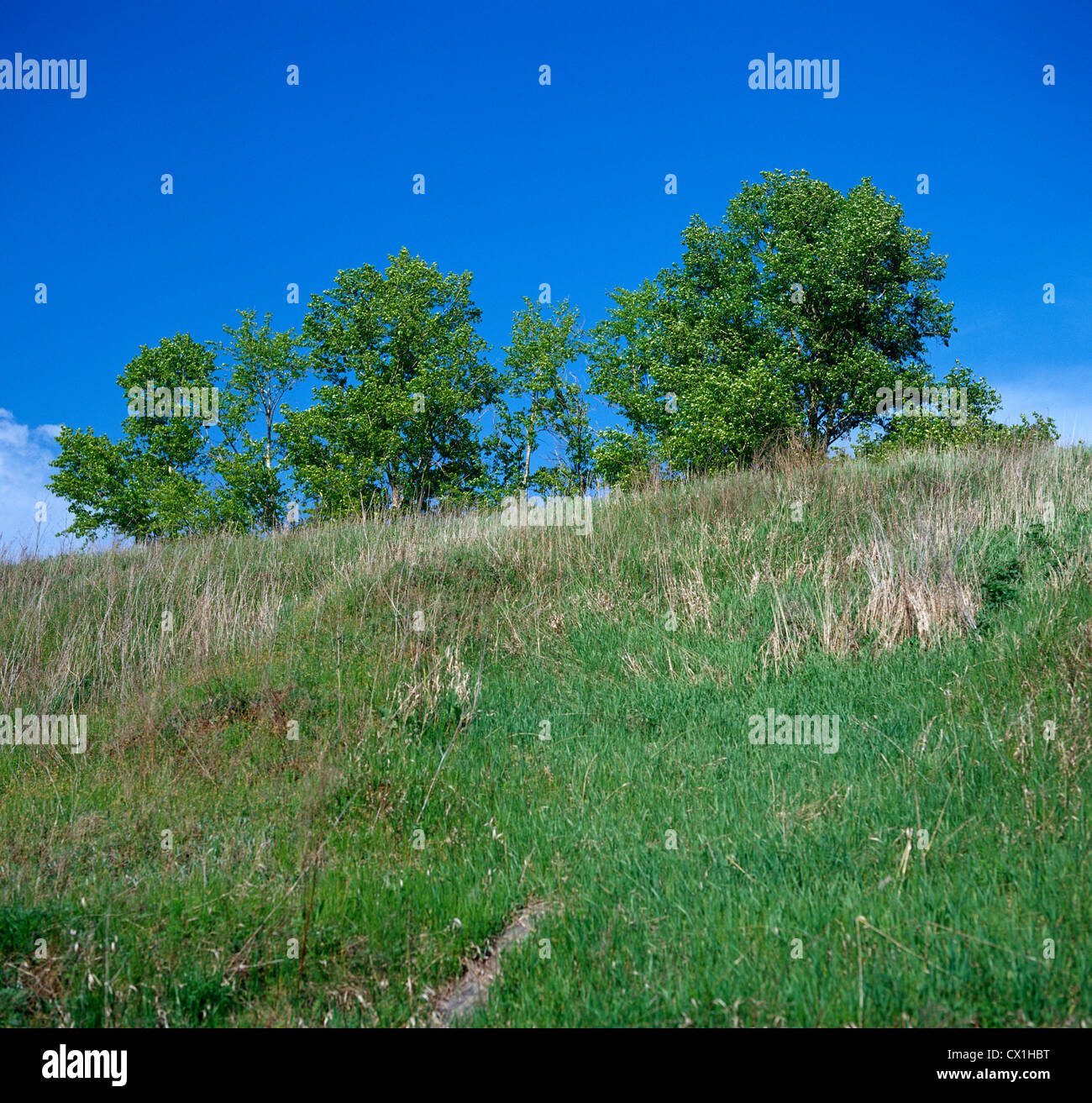 Hill trees grass hi-res stock photography and images - Alamy