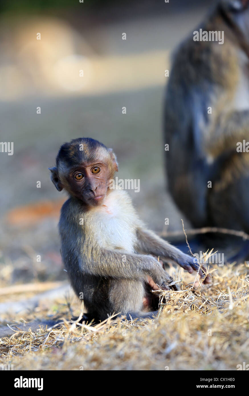 Javanese monkey hi-res stock photography and images - Alamy