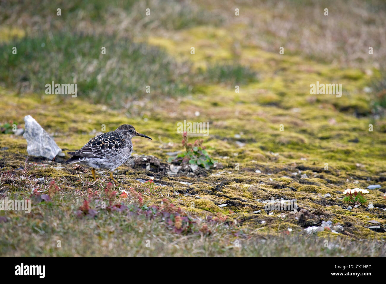 Purple sandpiper (Calidris maritima) on the arctic tundra at Bjornoya ...