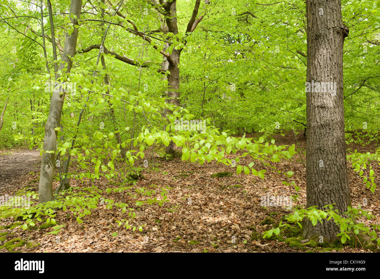 Thornden Woodlands Kent UK Kent Wildlife Trust Stock Photo - Alamy