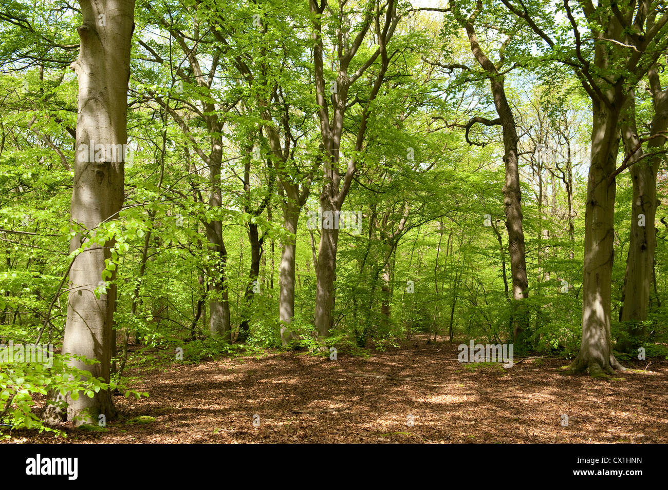 Thornden hi-res stock photography and images - Alamy