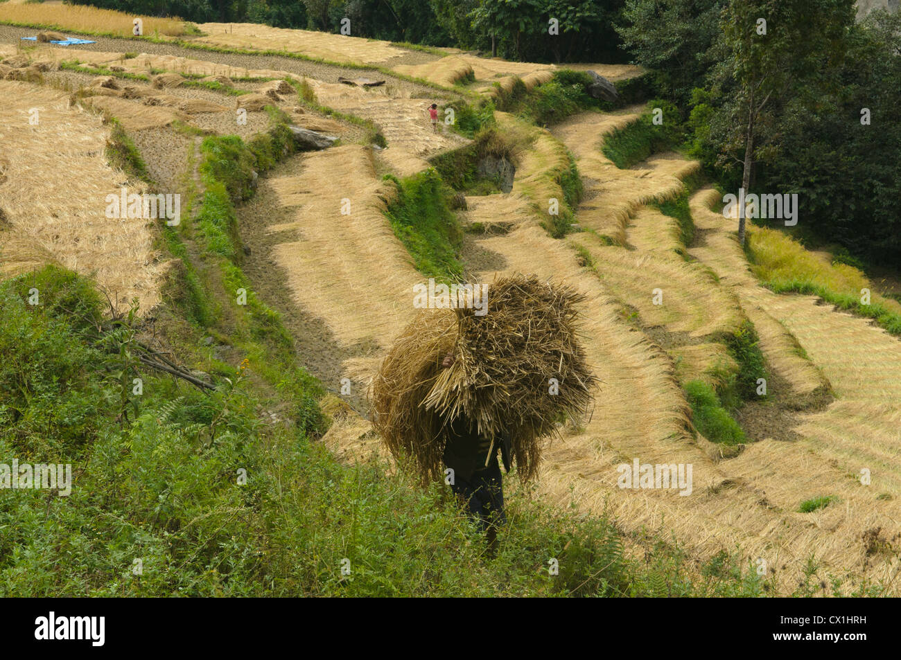 rice terraces in the Annapurna region of Nepal Stock Photo - Alamy
