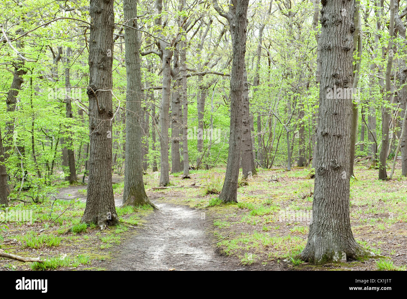 Blean woods hi-res stock photography and images - Alamy