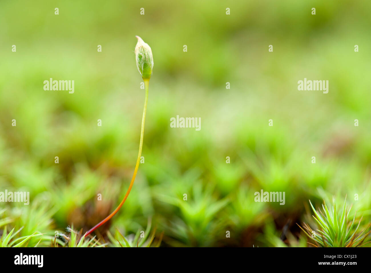 East Blean Woodlands Kent UK Kent Wildlife Trust Stock Photo - Alamy
