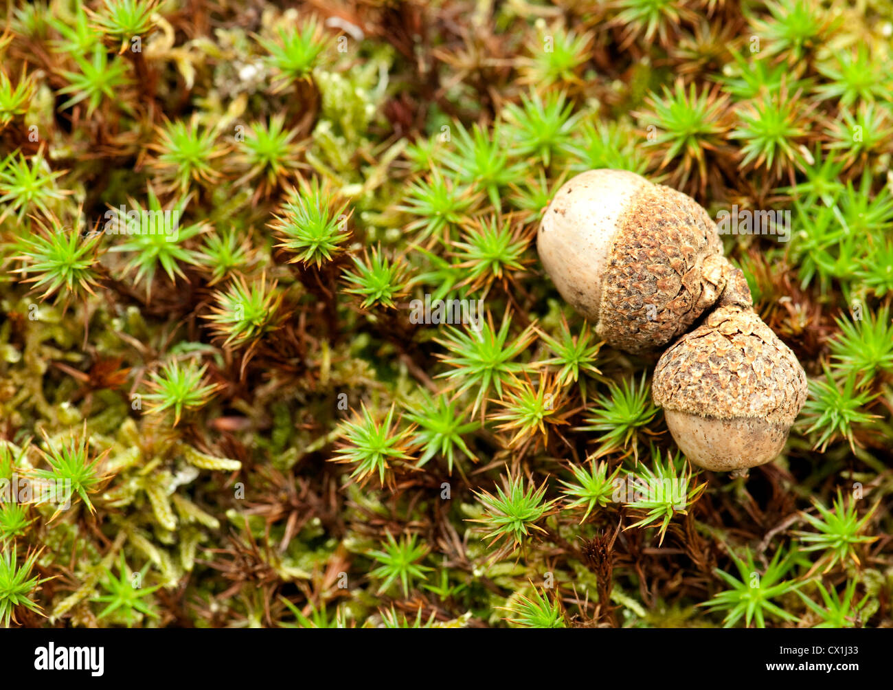 East Blean Woodlands Kent UK Kent Wildlife Trust Stock Photo - Alamy