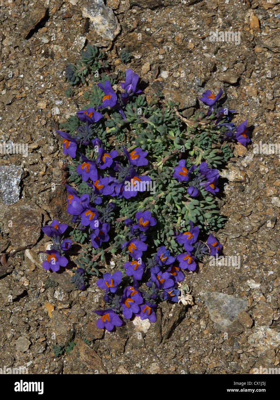 Alpine Toadflax ( Linaria Alpina Stock Photo - Alamy