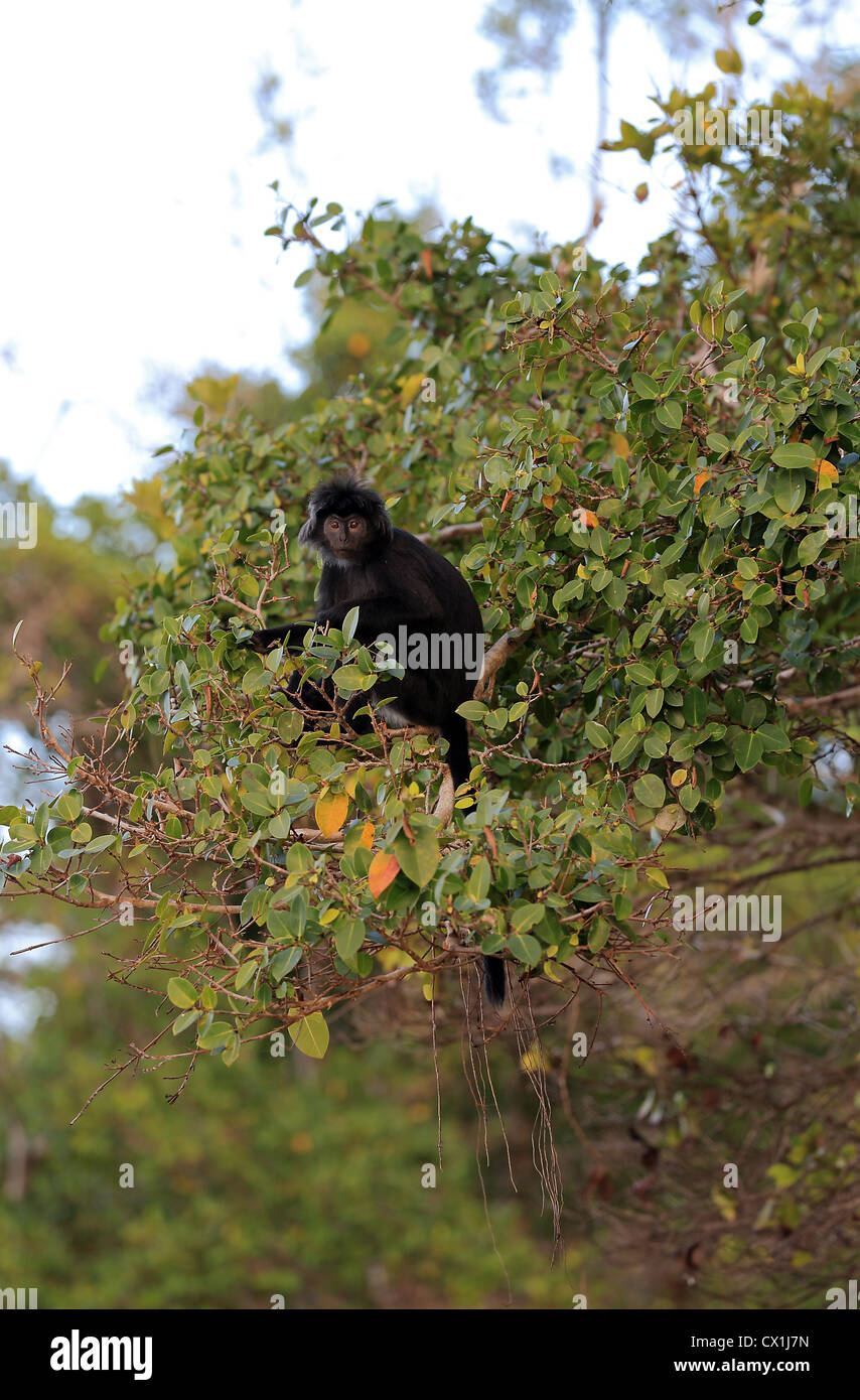 Black leaf hi-res stock photography and images - Alamy