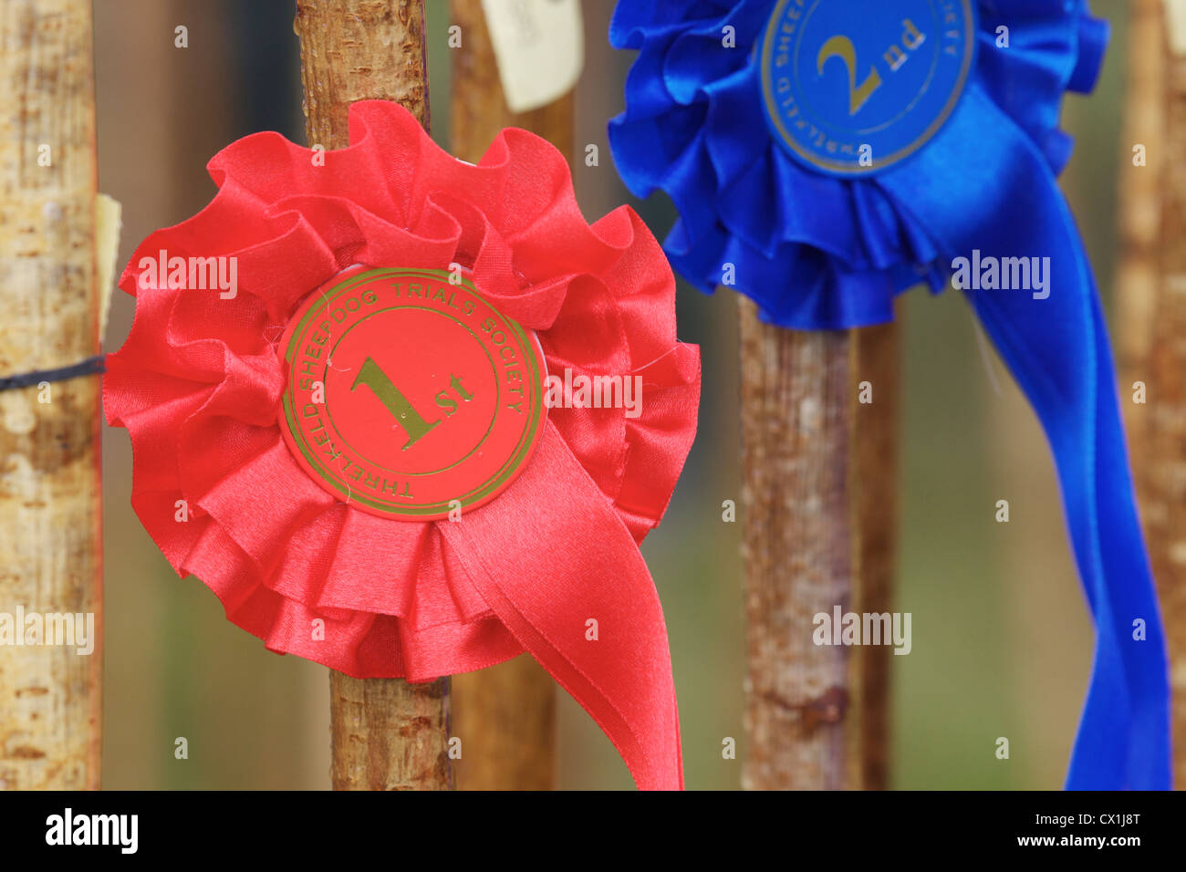 Red first and blue second rosettes on walking sticks at Threlkeld Show ...