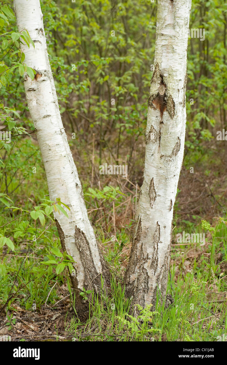 Silver Birch Betula pendula East Blean Woodlands Kent UK Kent Wildlife ...