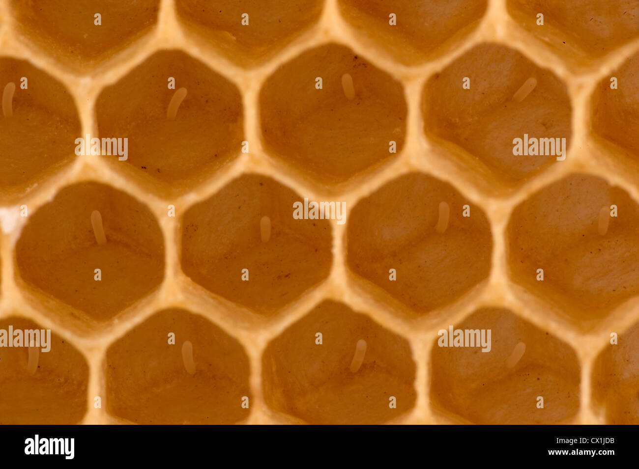 Bee cells hi-res stock photography and images - Alamy